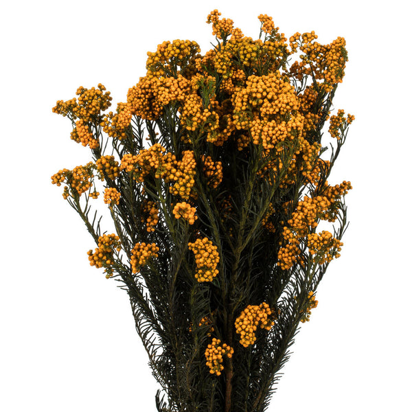 Yellow Rice Flower Bundle - Moss & Embers Home Decorum