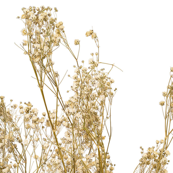 Dried Natural White Dried Baby's Breath Bunch (Gypsophila ) - Moss ...