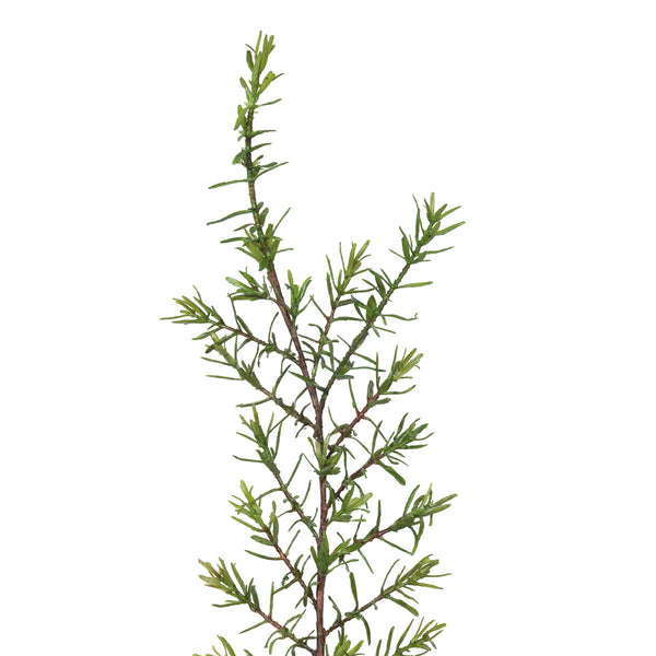 Crafted Rosemary Stem - Moss & Embers Home Decorum